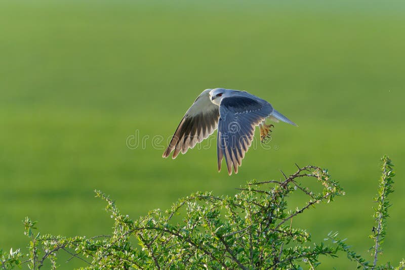 Black-Winged Kite in Flight in the Green Field Stock Image - Image of ...
