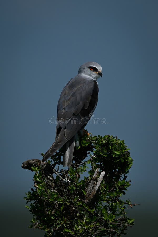 Black-winged Kite in Profile on Leafy Bush Stock Image - Image of ...