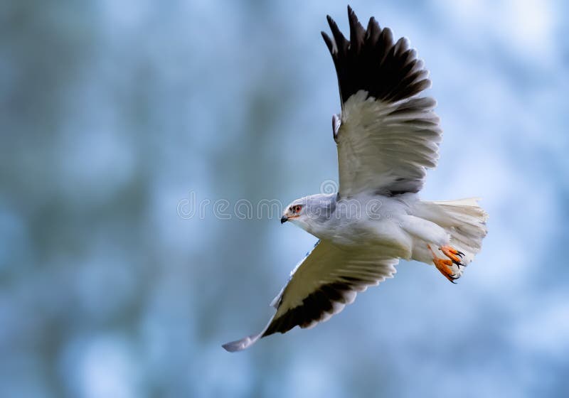 Black-winged Kite Soaring through the Sky Stock Photo - Image of ...