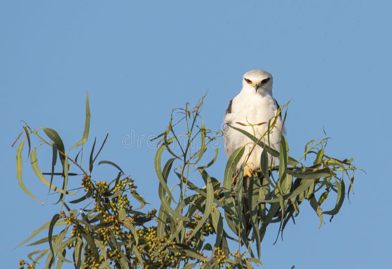 Black Winged Kite on Tree Top Stock Photo - Image of beak, blackwinged ...