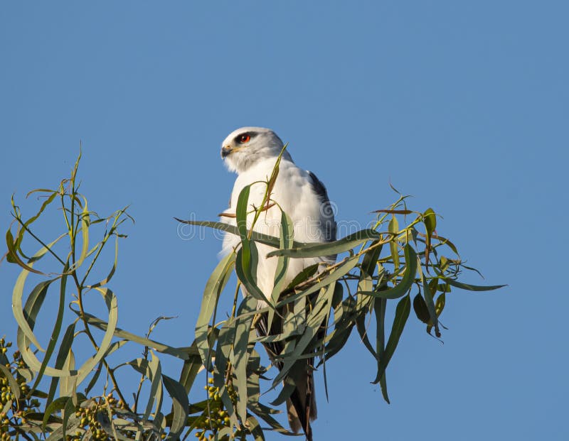 Black Winged Kite on Tree Top Stock Photo - Image of kite, ornithology ...