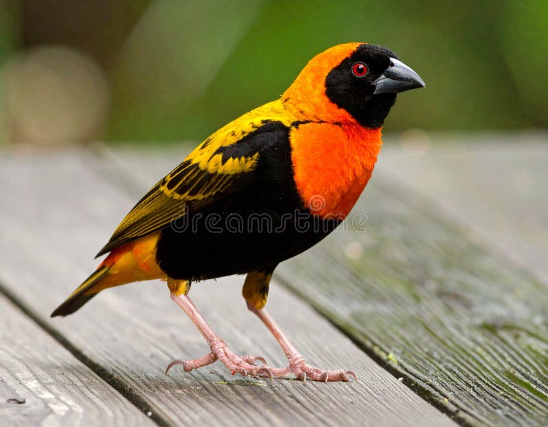 Black-winged Red Bishop Bird, Euplectes Hordeaceus, AI Generated Stock ...