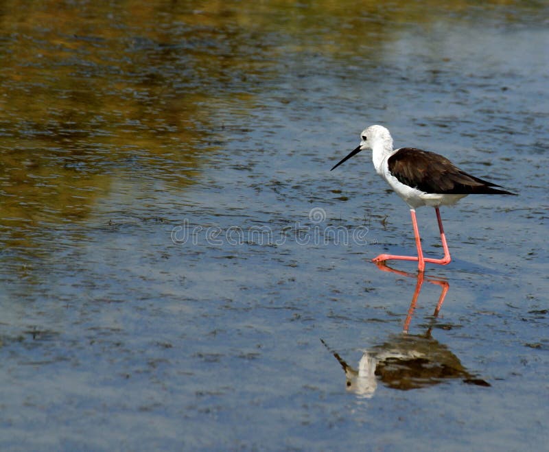 Black-winged Stilt Bird with Tapered Legs Walking Stock Image - Image ...