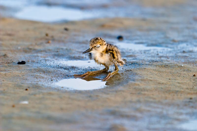 Black Winged Stilt Chick Stock Photos - Free & Royalty-Free Stock ...