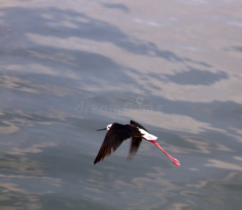 Black-winged stilt stock photo. Image of species, flight - 247416088