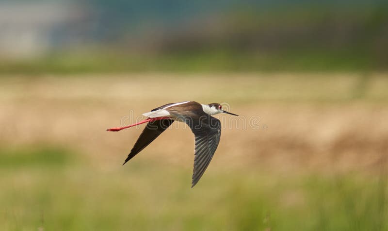Black-winged Stilt in Flight Stock Photo - Image of lake, beach: 278289052