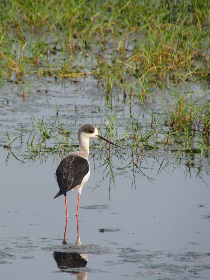 Black Winged Stilt, Water Bird Habitat Stock Image - Image of water ...