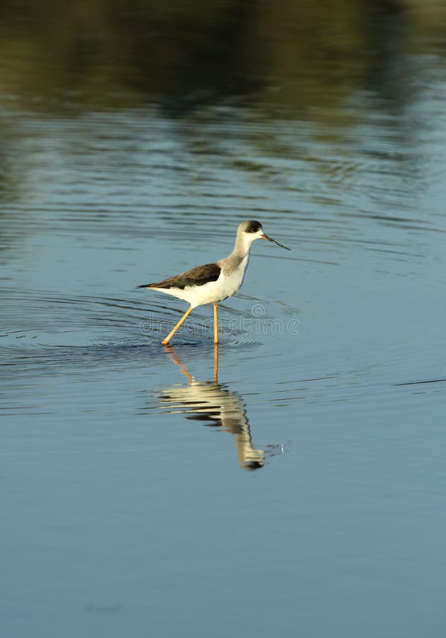 Black-winged Stilt Moving for Food Stock Photo - Image of foodnthe ...