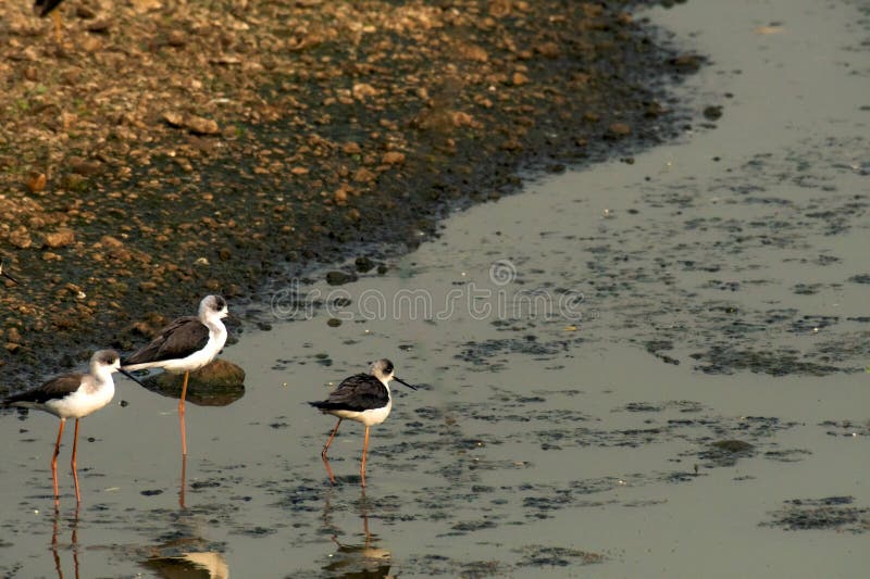 Black Winged Stilt Parching on Lake Stock Photo - Image of duck ...