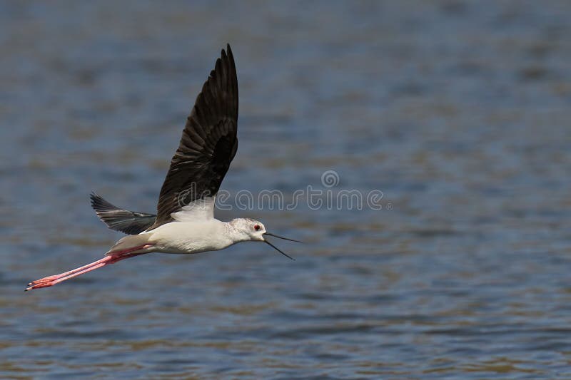 Black-winged Stilt is Seen in Flight Above a Tranquil Body of Water ...