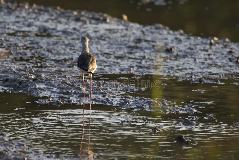 Black Winged StiltHimantopus Himantopus in Water Stock Image - Image of ...