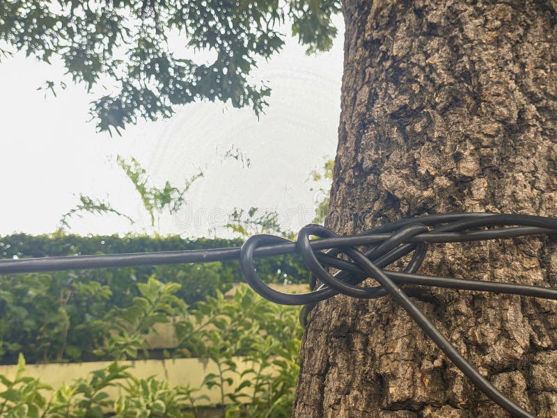 A Black Wire Tied To a Tree Trunk Stock Photo - Image of male, metal ...