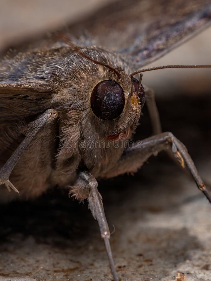 Black Witch moth stock photo. Image of erebid, wildlife - 205855714