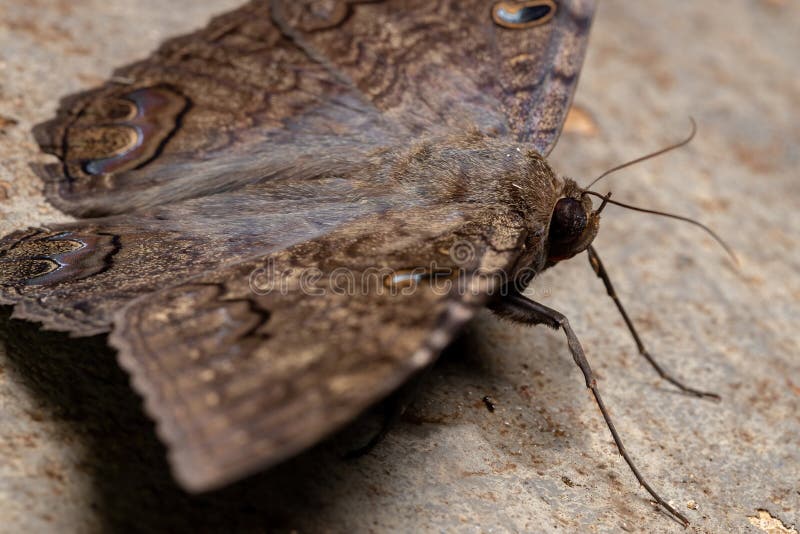 Black Witch Moth Caterpillar Stock Photo - Image of wildlife, larva ...