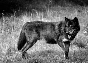 Black wolf stock image. Image of predator, grey, black - 18527029