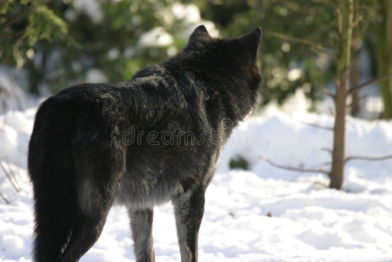 14,268 Black Wolf Photos - Free & Royalty-Free Stock Photos from Dreamstime