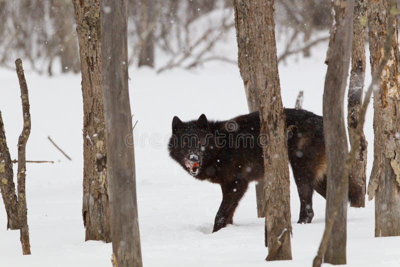 Black Wolf Beautiful Eyes stock image. Image of fighting - 37936497