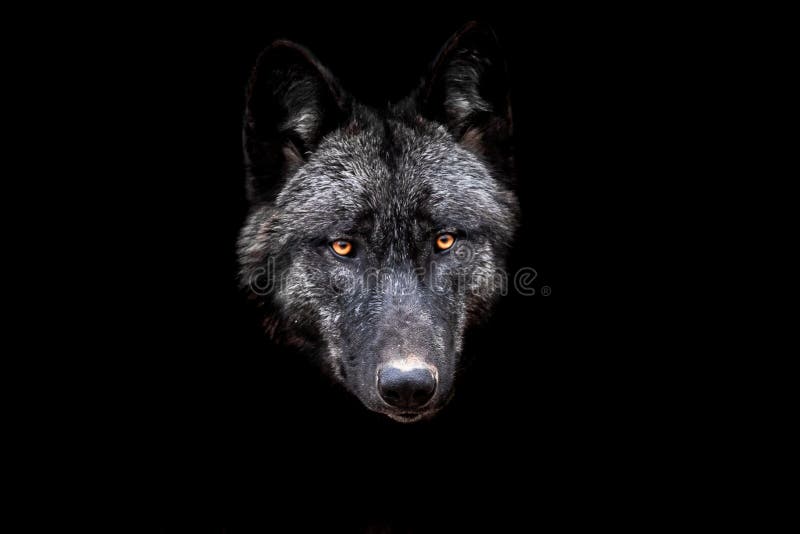 Lone Black Wolf Wallpaper