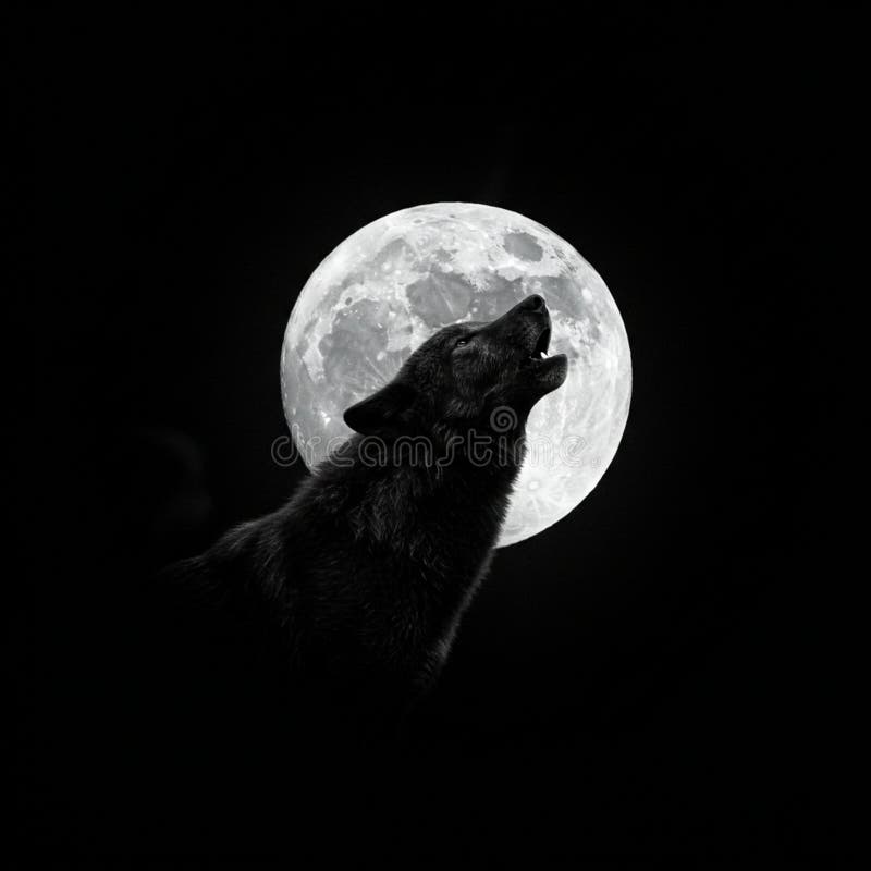 A Black Wolf (Canis Lupus) Howling in Front of a Bright, Full Moon ...
