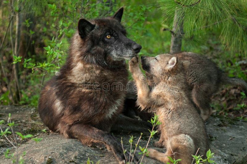 Black Wolf Pup Stock Photos - Download 1,143 Royalty Free Photos