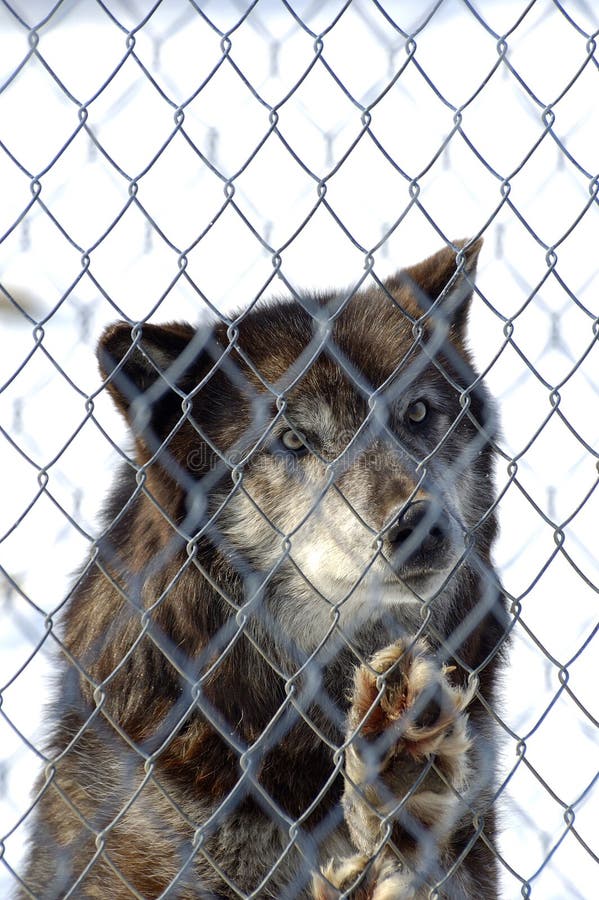 Captive Wolves - Free Photo from StockFreeImages