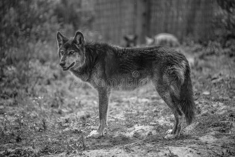 Black WolfDog Wolf Dog stock photo. Image of canadian - 190234706