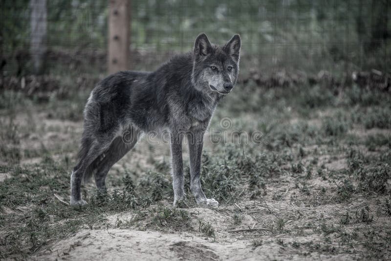 11,789 Black Wolf Dog Photos - Free & Royalty-Free Stock Photos from ...