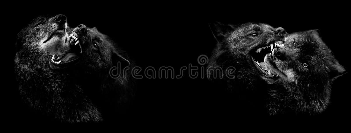 Black Wolf Fighting Black Background Stock Photos - Free & Royalty-Free ...