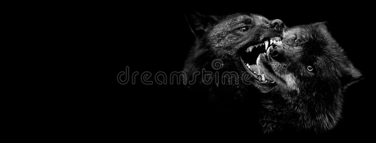 Black Wolf Fighting Black Background Stock Photos - Free & Royalty-Free ...