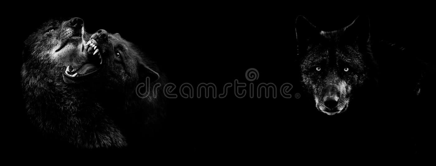 Black Wolf Fighting Black Background Stock Photos - Free & Royalty-Free ...