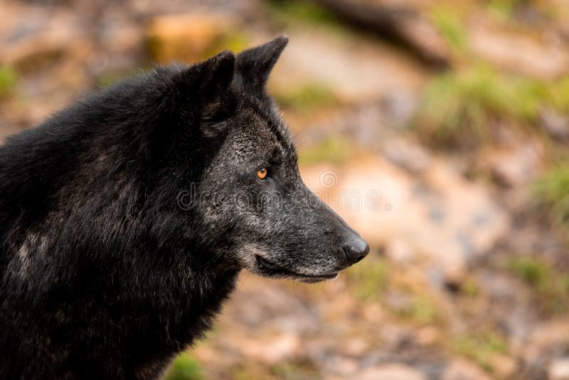 Black wolf in the forest stock image. Image of gray - 166341349