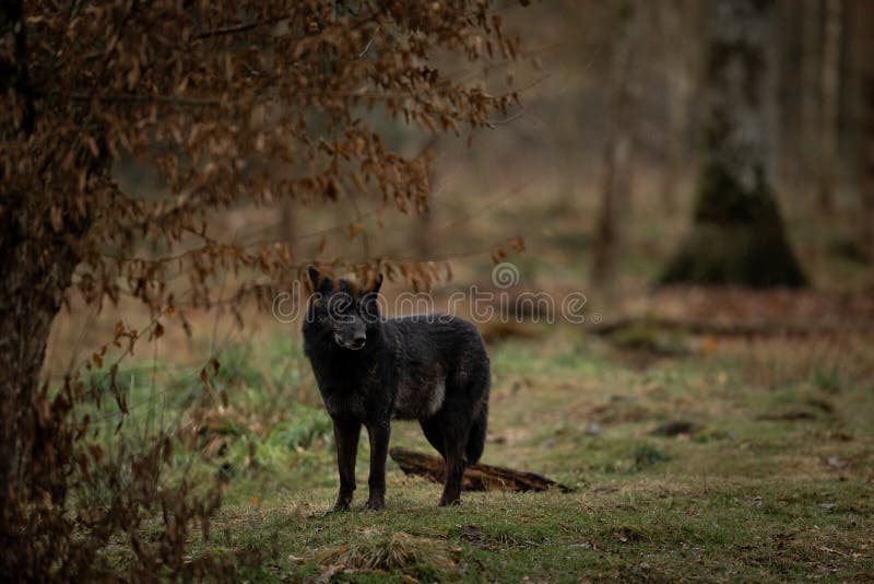 Black wolf in the forest stock image. Image of female - 166341635