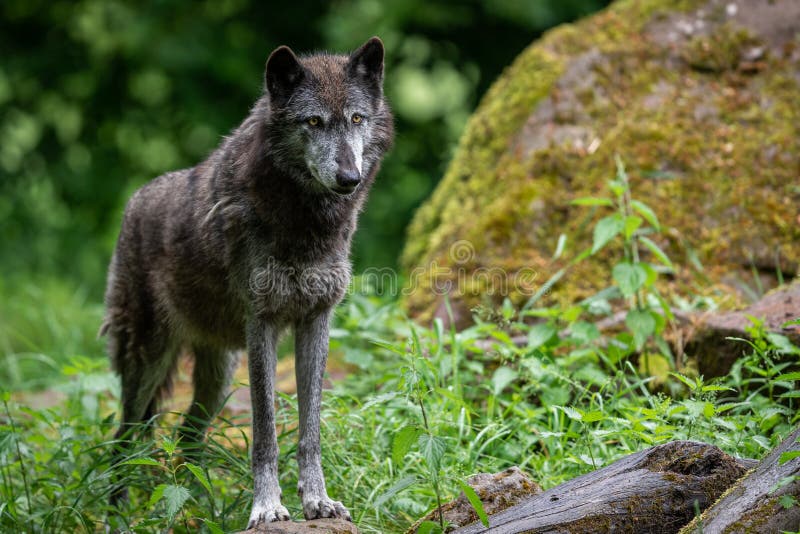 Black wolf in the forest stock photo. Image of animal - 186020360