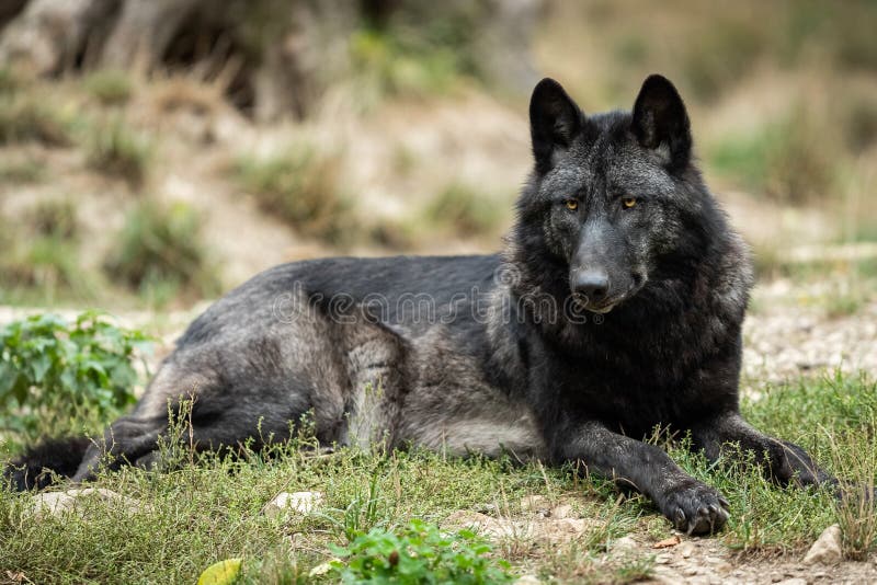 Black wolf in the forest stock photo. Image of outdoors - 197849464