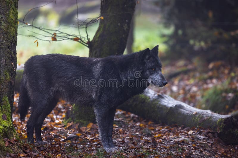 A black wolf in the forest stock image. Image of head - 235121735