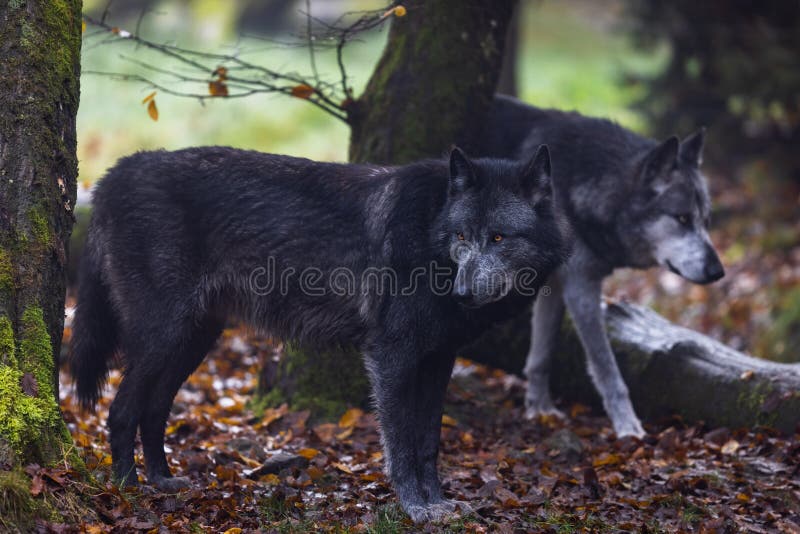 A black wolf in the forest stock photo. Image of animal - 235121766