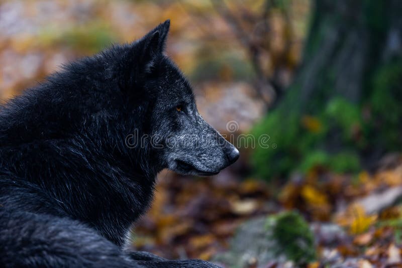 A black wolf in the forest stock photo. Image of wild - 235121776