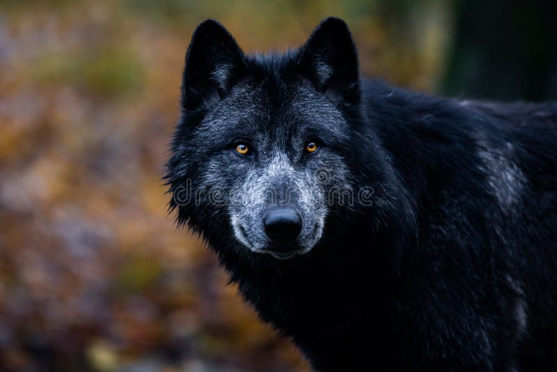 A black wolf in the forest stock photo. Image of carnivore - 235121870