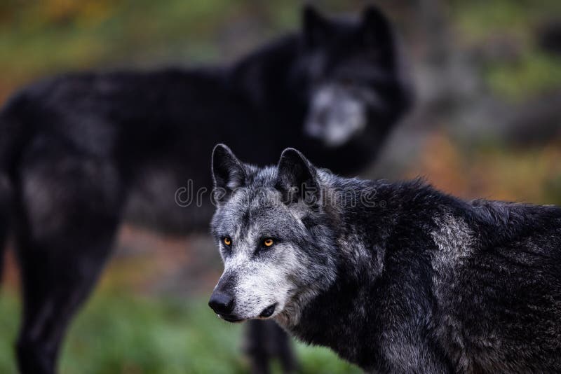 A black wolf in the forest stock image. Image of natural - 235121917