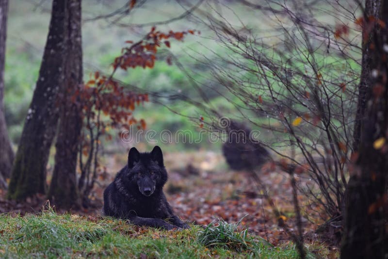 A black wolf in the forest stock image. Image of predator - 235121999