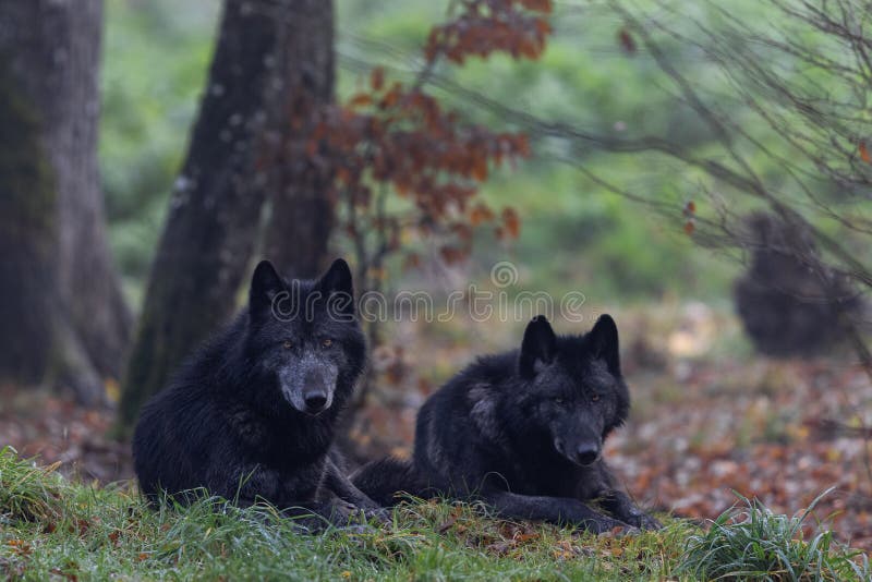 A black wolf in the forest stock photo. Image of black - 235122012