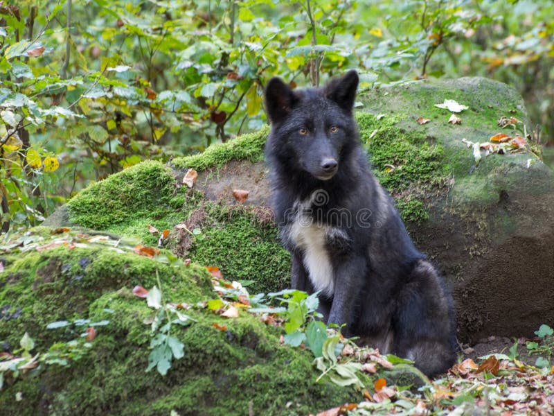 Black wolf in the forest stock image. Image of nature - 268385043