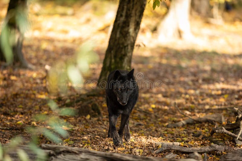 Black wolf in the forest stock image. Image of nature - 166431263