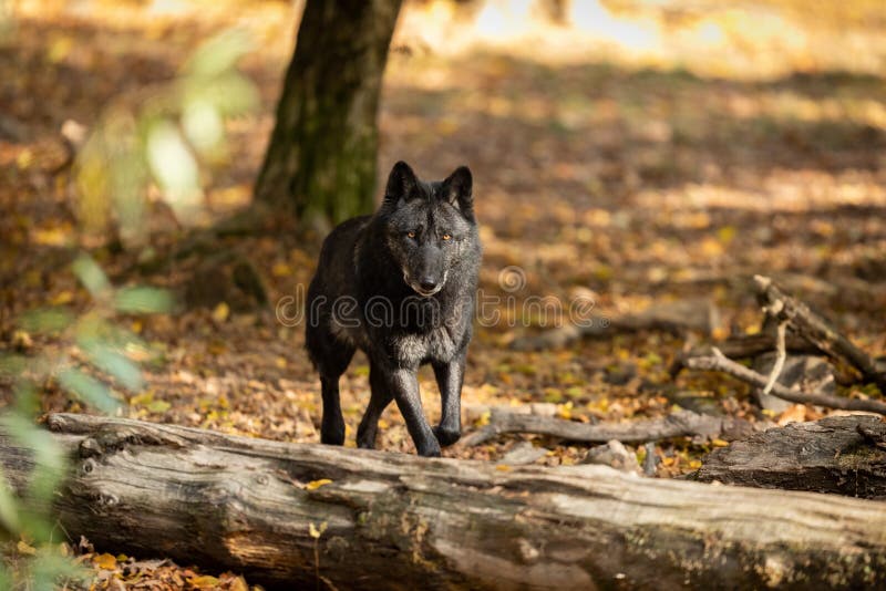 Black wolf in the forest stock image. Image of black - 166431335