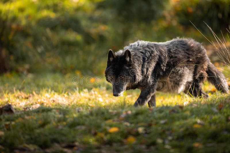 Black wolf in the forest stock image. Image of eyes - 166431337