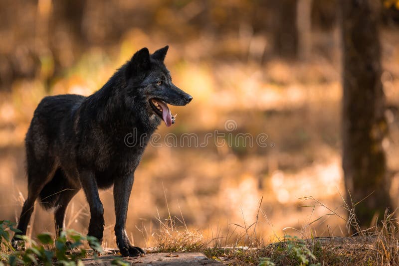 Black wolf in the forest stock photo. Image of black - 166431432