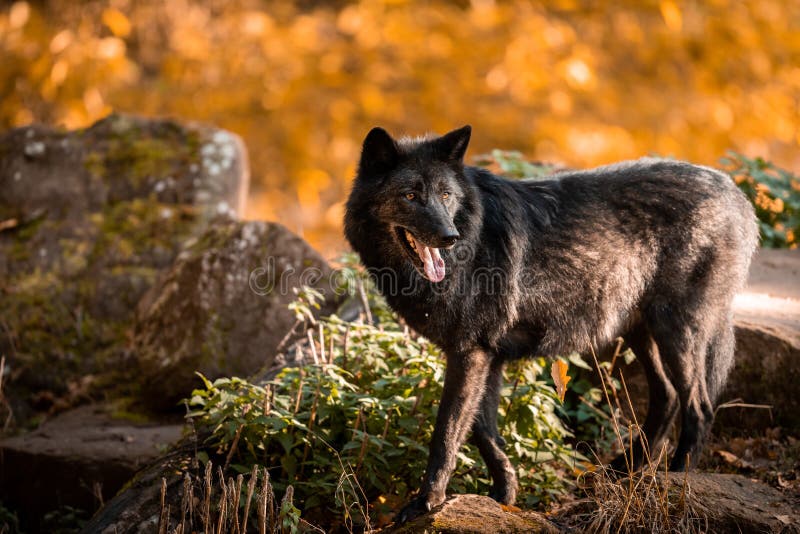 Black wolf in the forest stock image. Image of face - 166431439