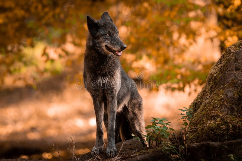 Black wolf in the forest stock photo. Image of nature - 166431504