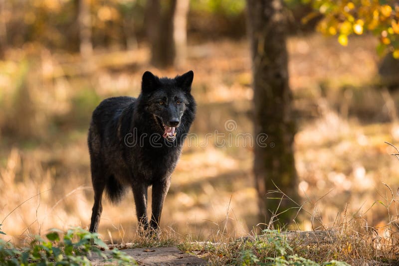 Black wolf in the forest stock image. Image of face - 166341339