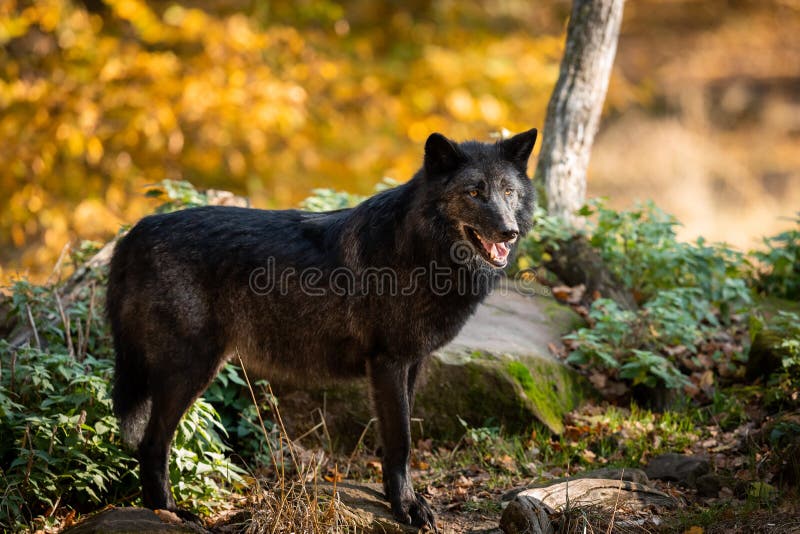 Black wolf in the forest stock image. Image of canis - 166431607